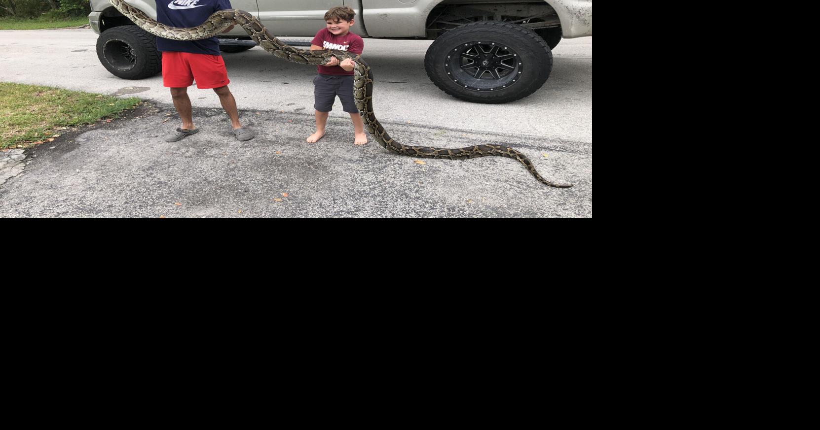 This year’s Florida Python Challenge winner wrangled 28 snakes. Here’s ...