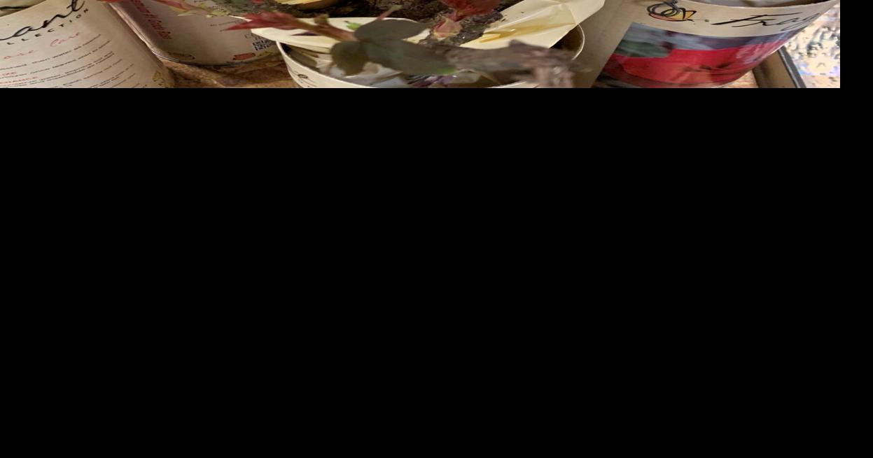 Fruit trees are finicky; handle them with care to ensure bountiful ...