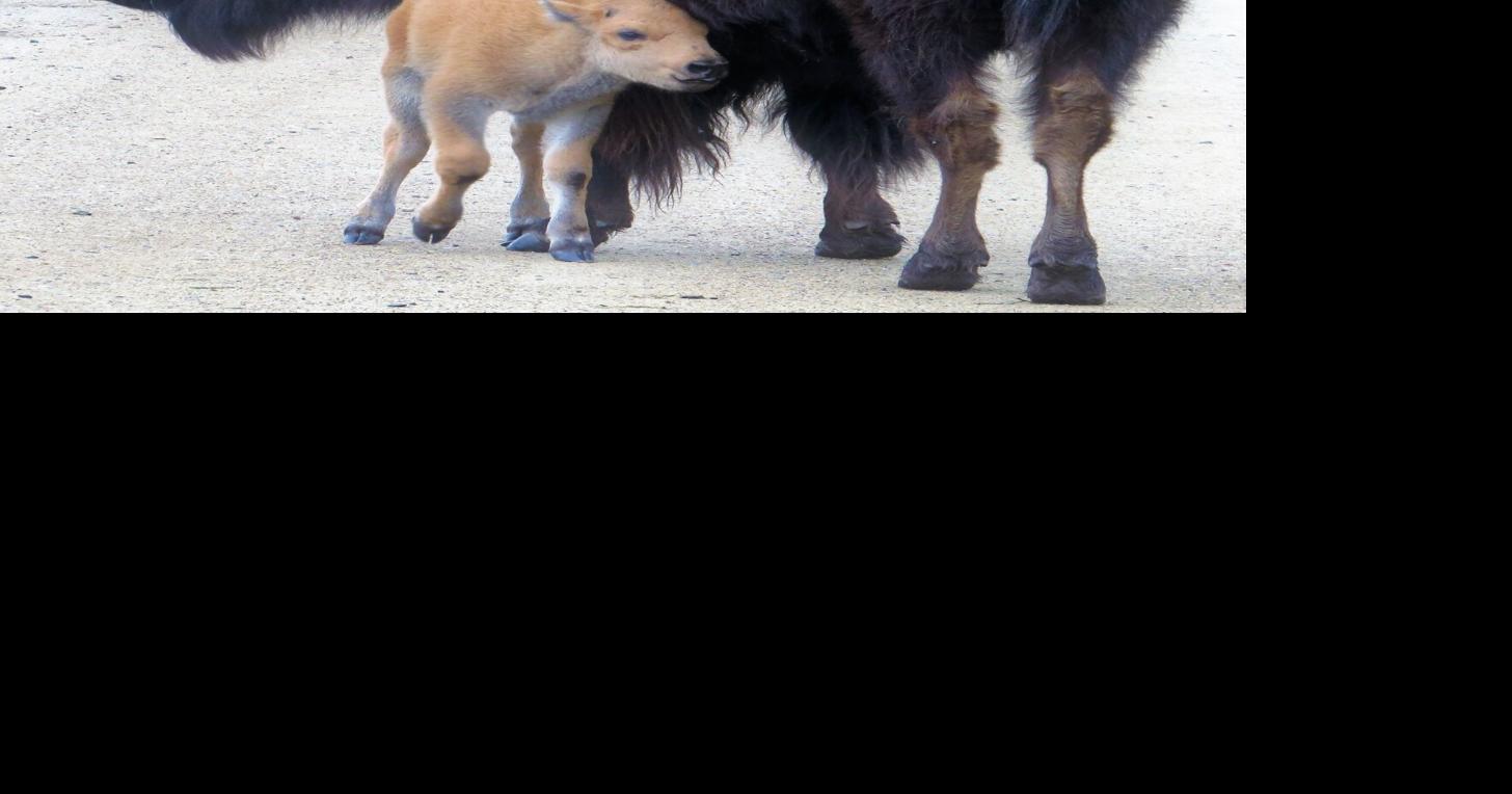 Last count is 10 bison calves born in Minneopa in May | Local News ...