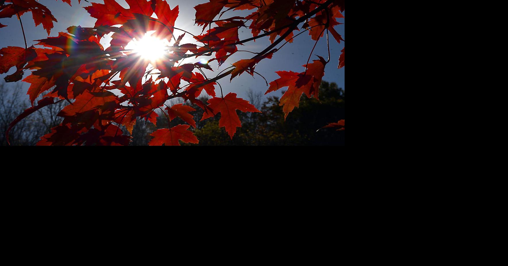 March of fall color begins; Minneopa has beauty, bison and events ...