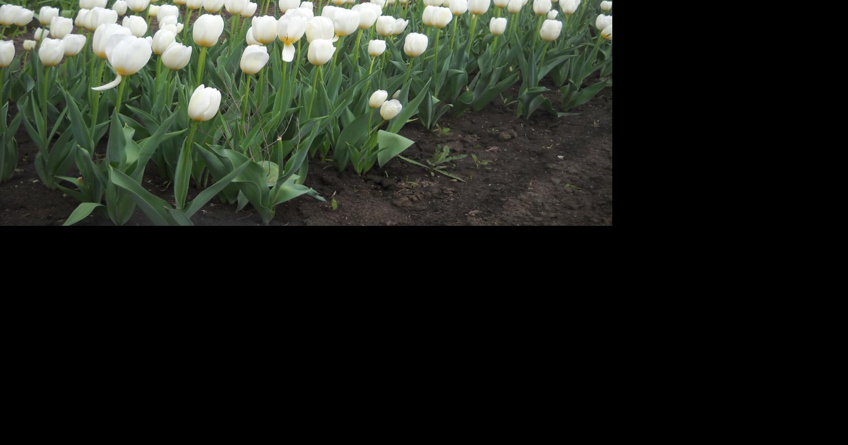 Tulips can brighten up you garden — if you plant and plan properly ...