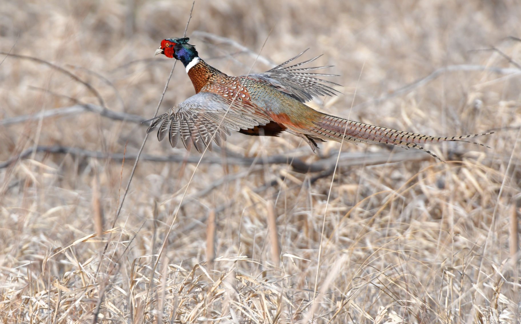 Outdoors: Pheasant hunting prospects low in south-central Minnesota ...