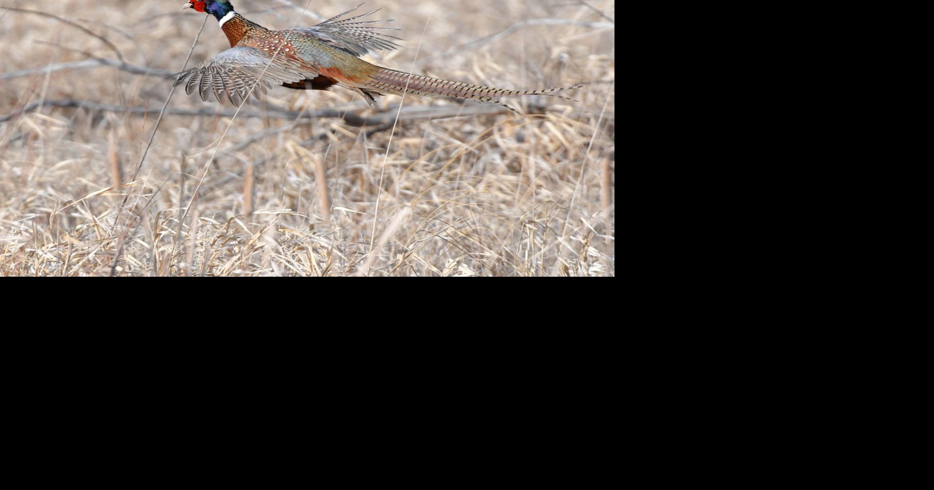 Outdoors: Pheasant hunting prospects low in south-central Minnesota ...