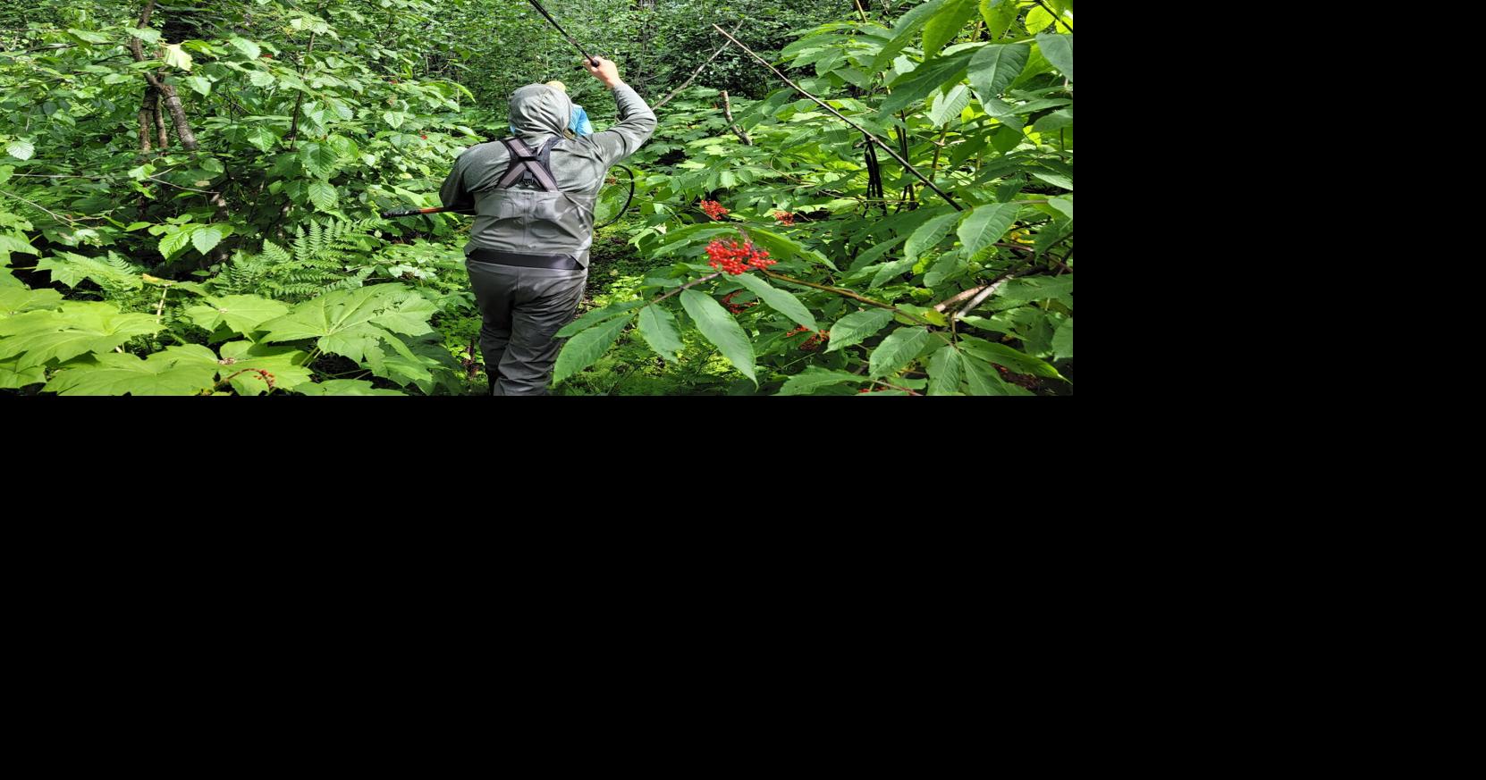 Mackenthun: Alaskan stream yields perfect conditions for fishing ...