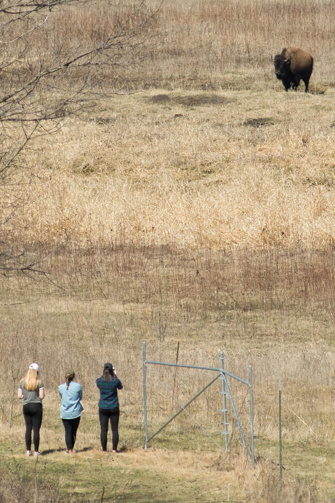 Minneopa trains bison ambassadors | News | mankatofreepress.com