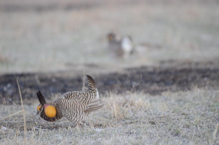 Prairie chicken mating season in full swing | Family Living ...
