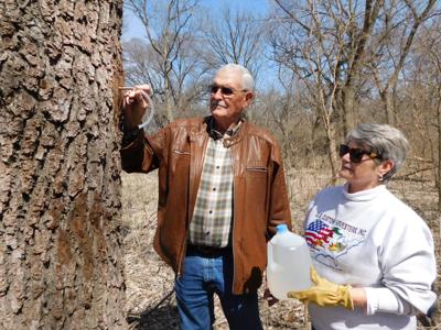 Tapping walnut trees for syrup | Family Living | marysvilleonline.net