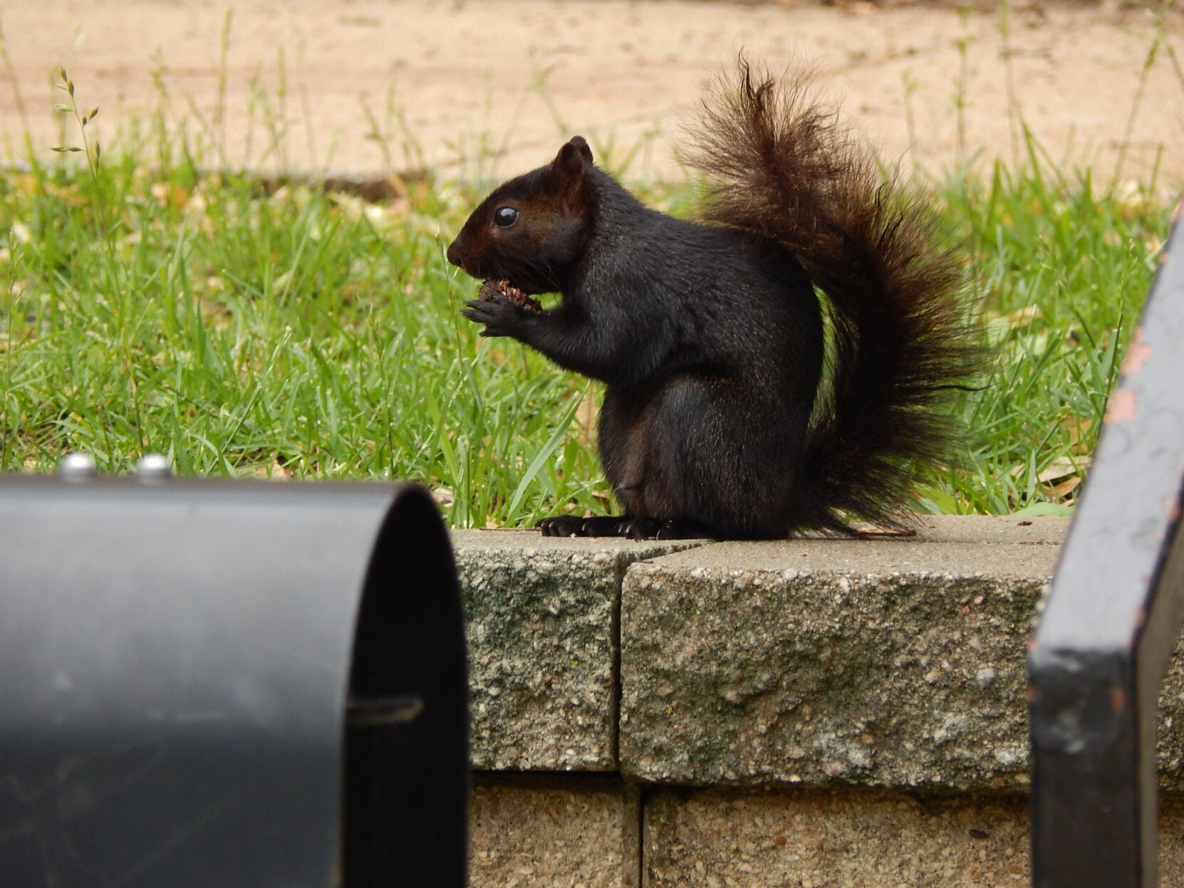Marysville plans festival around its black squirrels | News ...