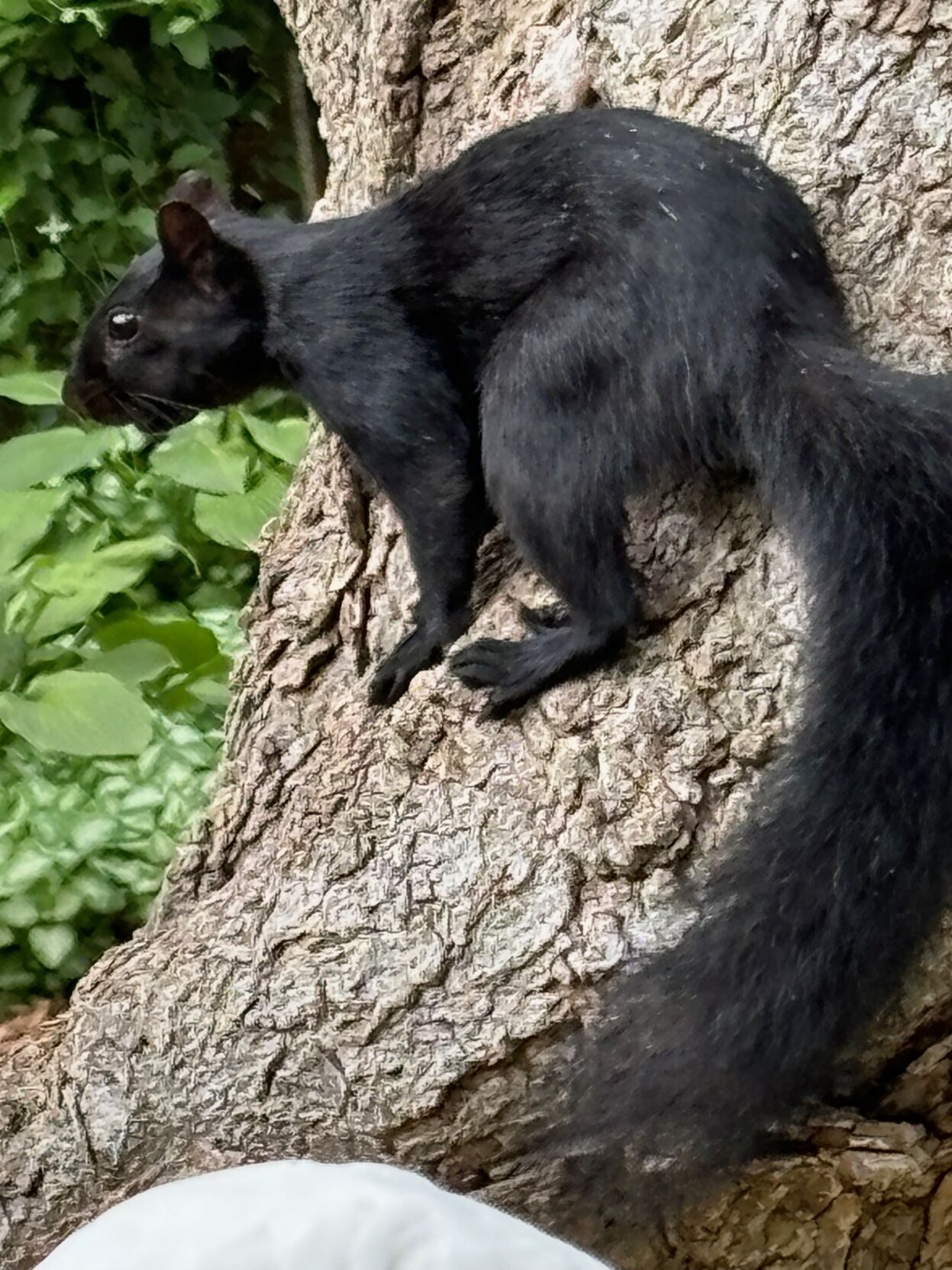 Black squirrels matter | Opinion | marysvilleonline.net