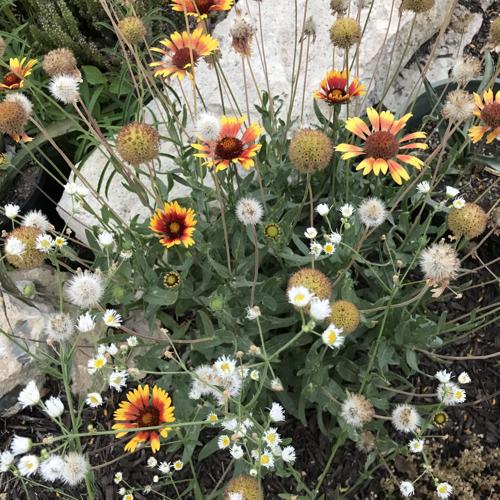 Photos, poems Tuesday in Koester garden | Family Living ...