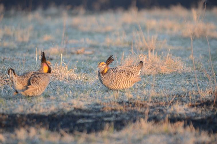 Prairie chicken mating season in full swing | Family Living ...
