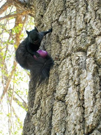 Marysville's black squirrels are special | Features | marysvilleonline.net