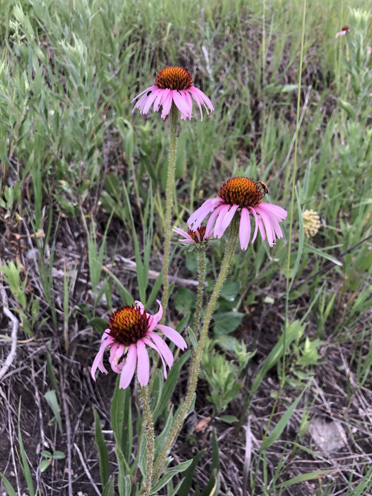 Photos, poems Tuesday in Koester garden | Family Living ...