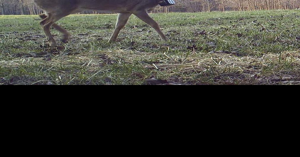 Area hunters may encounter deer with MDC radio collars | News ...