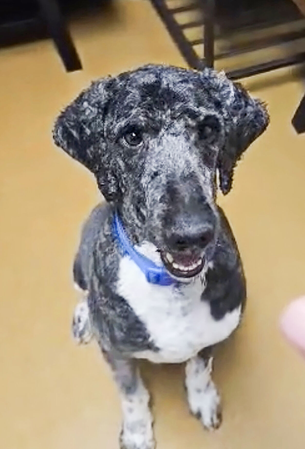 Simba | Features | Maryville Forum