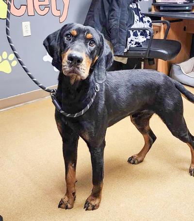 Huck | Features | Maryville Forum