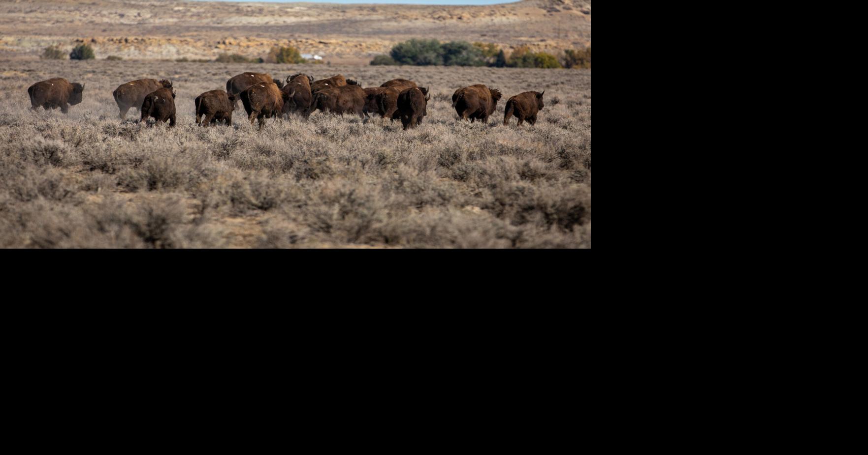 Missouri bison part of national effort | Features | Maryville Forum