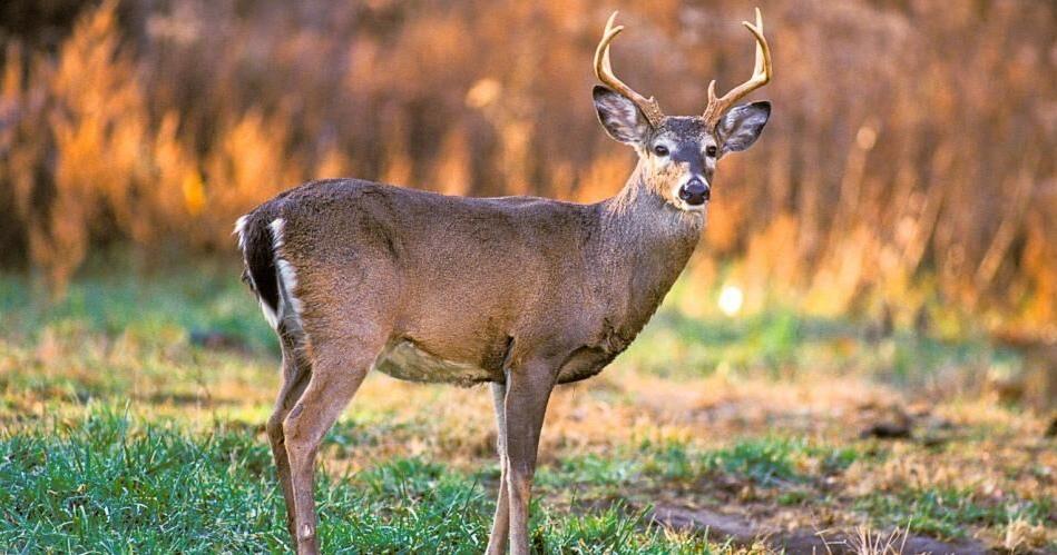 MDC reports final deer harvest for season: 276,262 | News | Maryville Forum