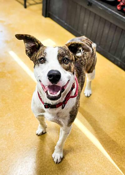 Pugsy | Features | Maryville Forum