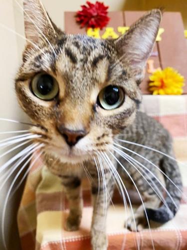 Squeaker | Adorable Animals | Maryville Forum