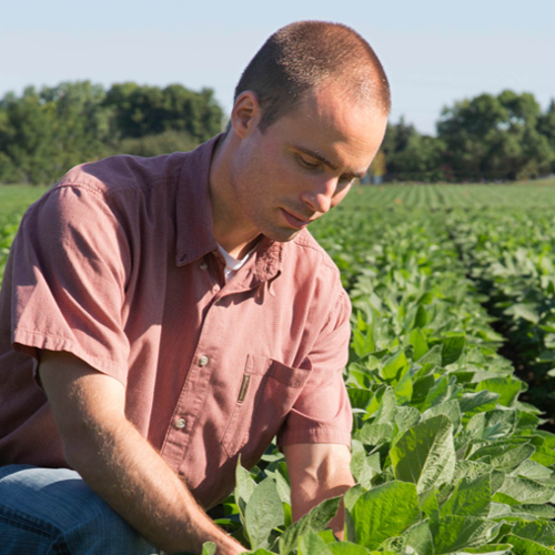 Soybean tentiform leafminer spreading | State and National News ...