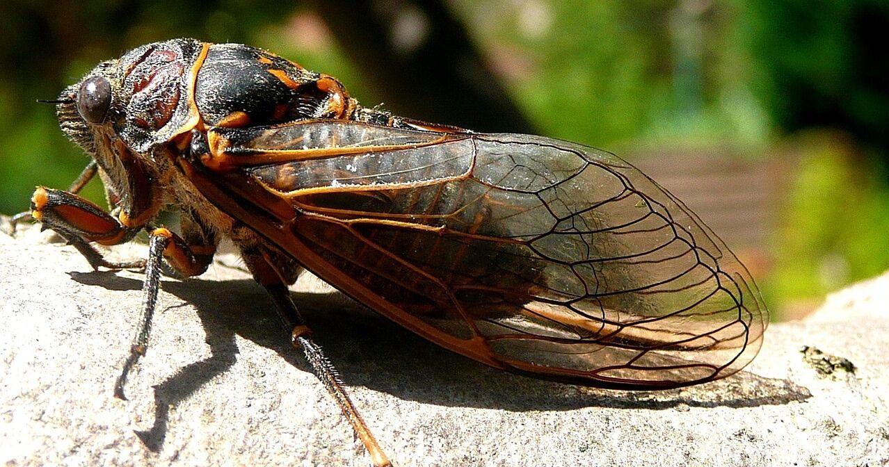 Cicadas - What’s all the buzz about? | News | Maryville Forum