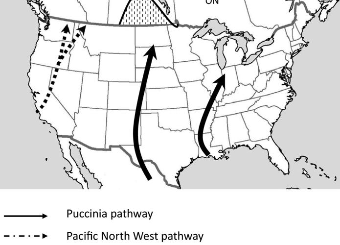 Southern corn rust in NW Missouri: A look back at this year’s season ...