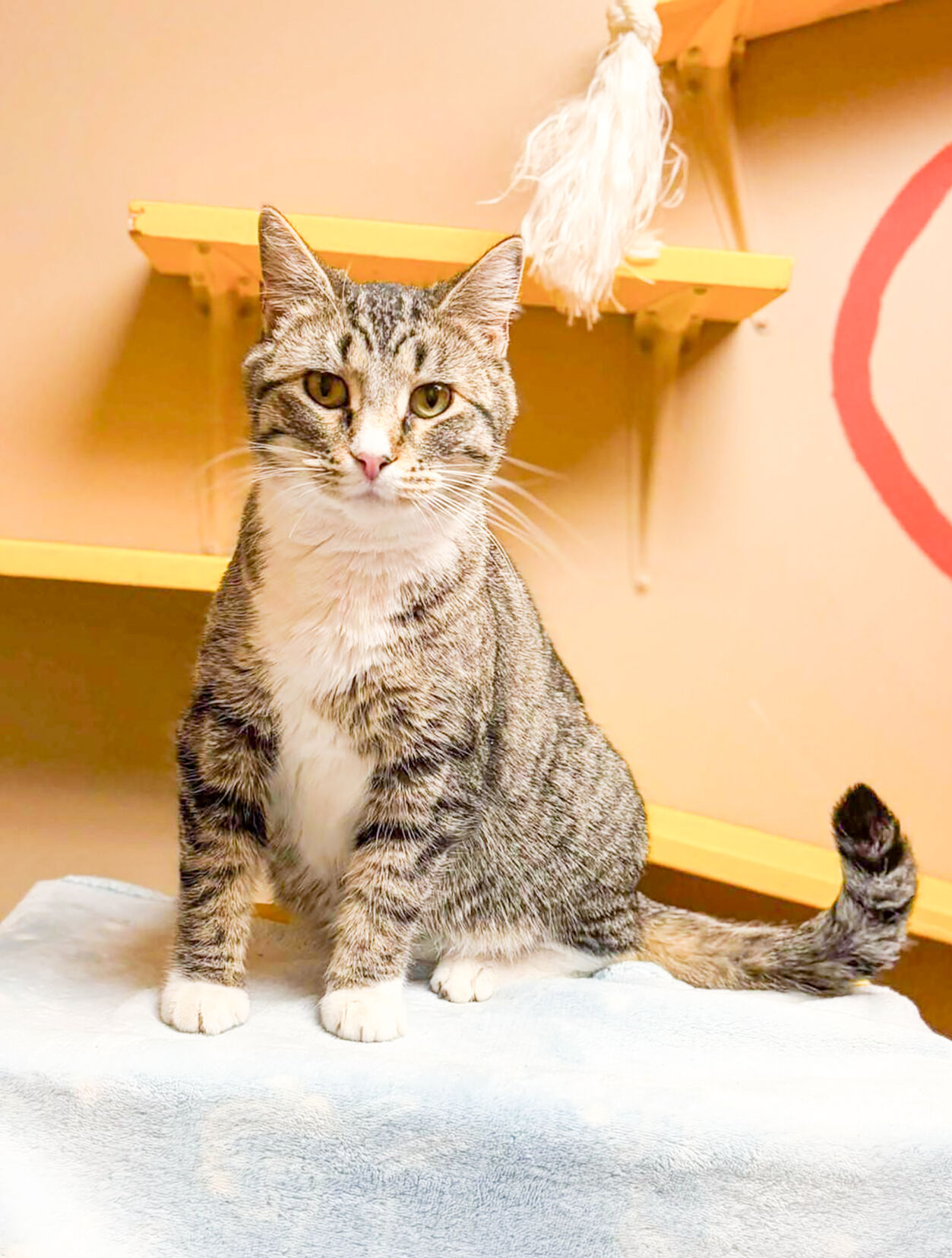 Doomsday | Adorable Animals | Maryville Forum