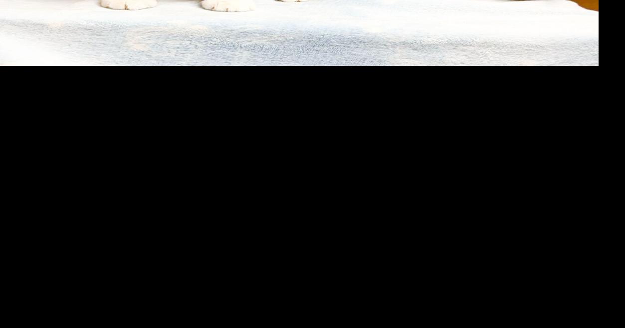 Doomsday | Adorable Animals | Maryville Forum