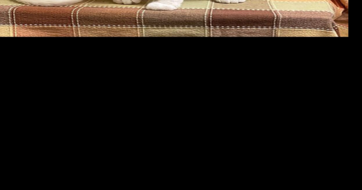 Duchess | Adorable Animals | Maryville Forum