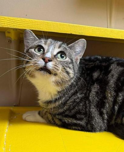 domesticated bearcat