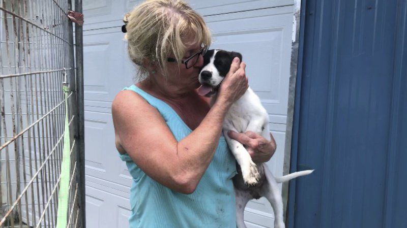 Animal shelter runs dry, receives half-ton in donations | Local News ...