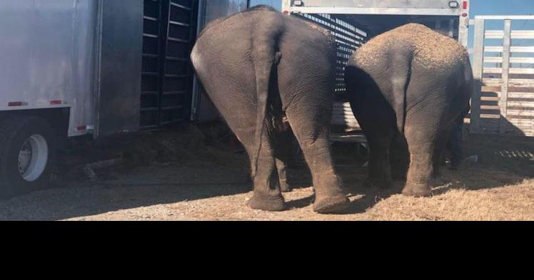 Four elephants stall highway 69 traffic in Eufaula | Gallery ...