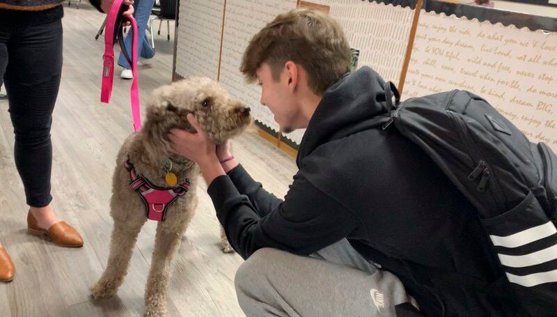 Luna starts as first therapy dog at McAlester High School | Local News ...
