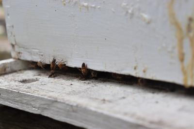 OUR VIEW: Bees and beekeepers are vital | Opinion | mcalesternews.com