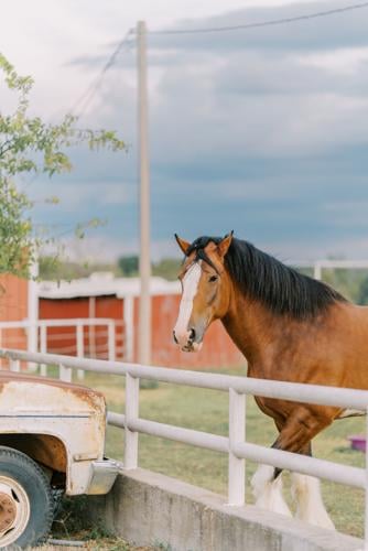 Verner Ranch expanding in a big way — with Verner Family Clydesdales ...