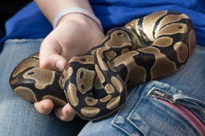 animals that slither