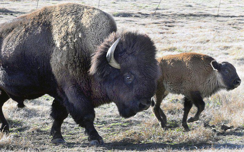 Verner family grieves loss of bison Gentle Ben | Local News ...
