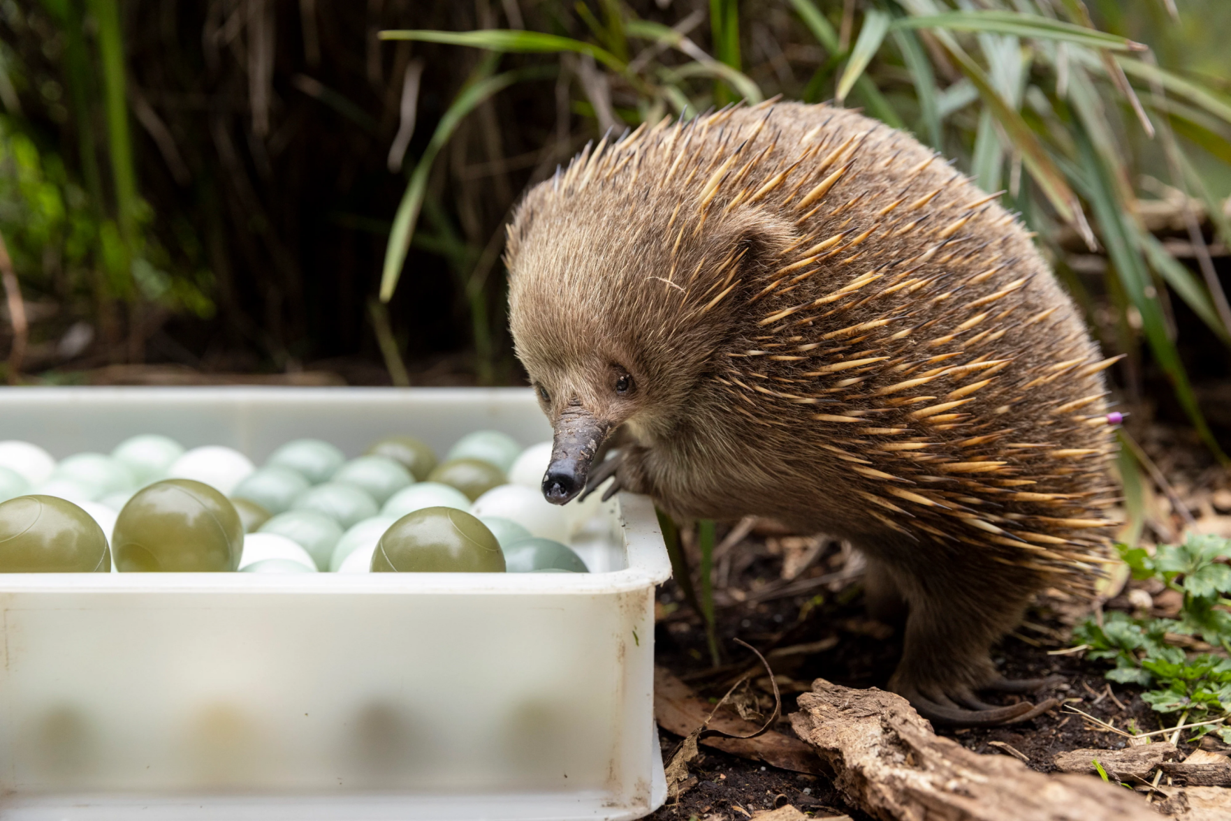 Echidna named Snoopy marks 40 years at a sanctuary | National News ...