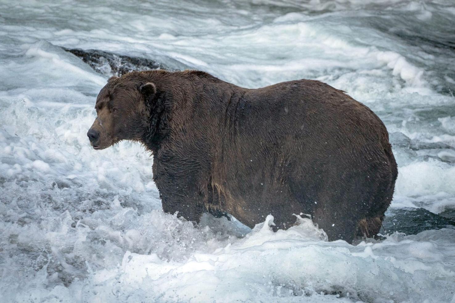 Bear named Chunk bests hefty competition to win Fat Bear Week ...