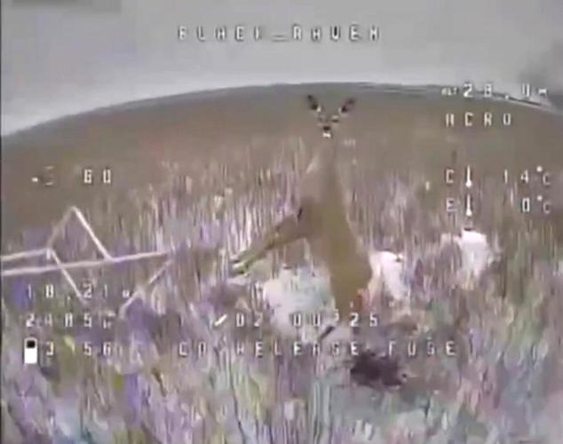 Deer has close call with Ukrainian drone | National News ...