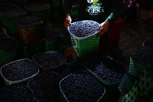 Brazil declares acai a national fruit to ward off 'biopiracy ...