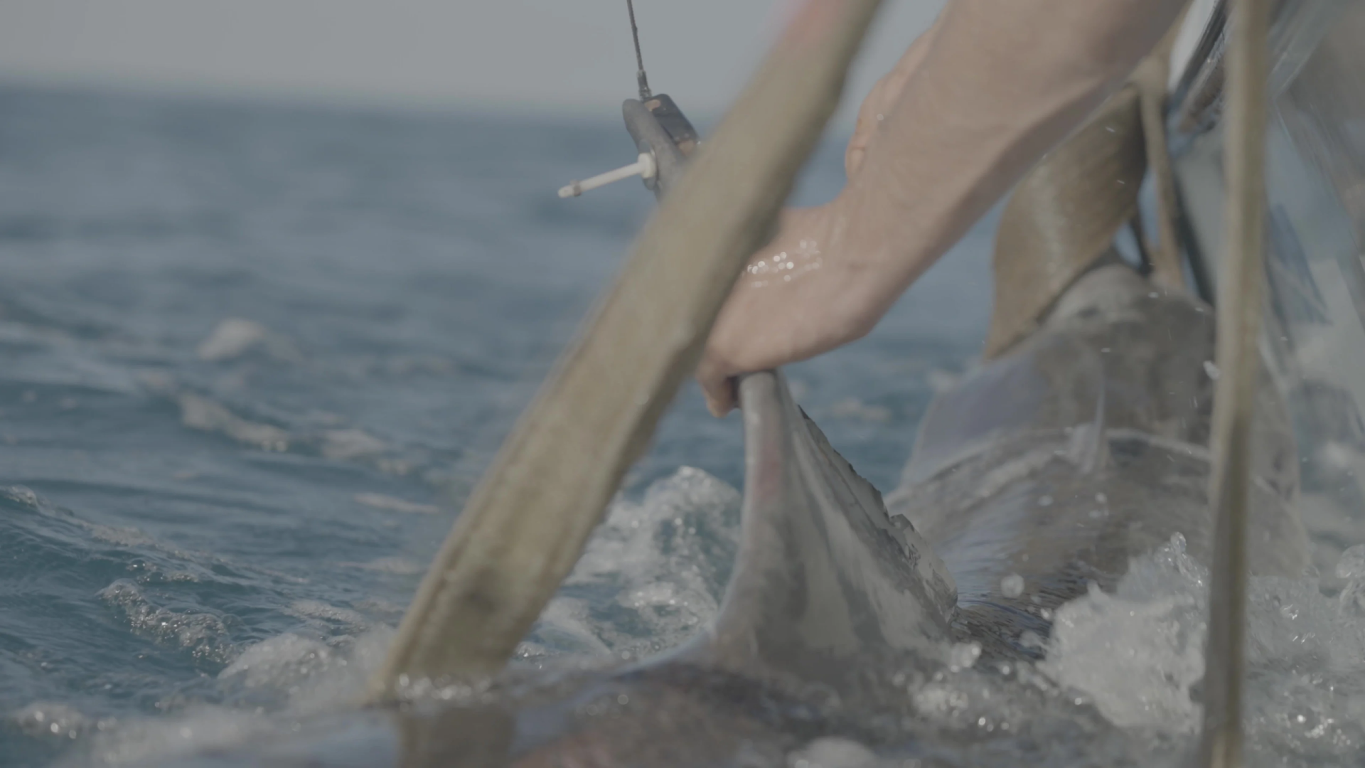 Massive great white shark roaming major tourist hub | National News ...