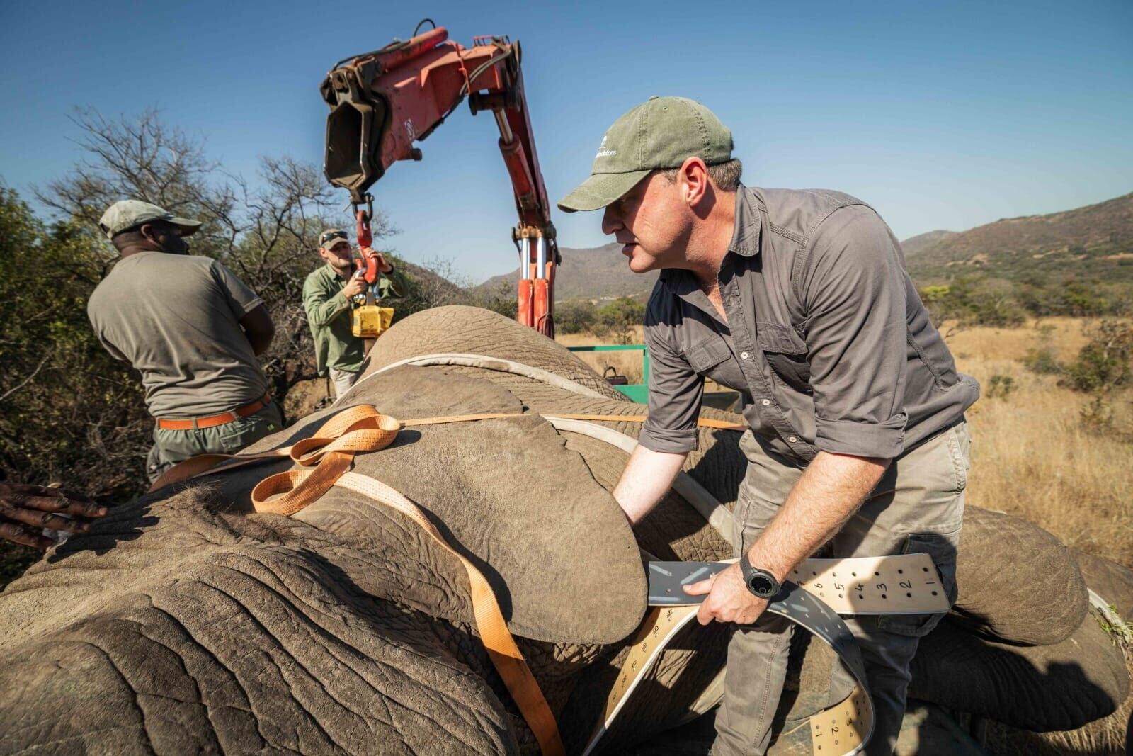 Sedated elephant upside down during relocation to wild | National News ...