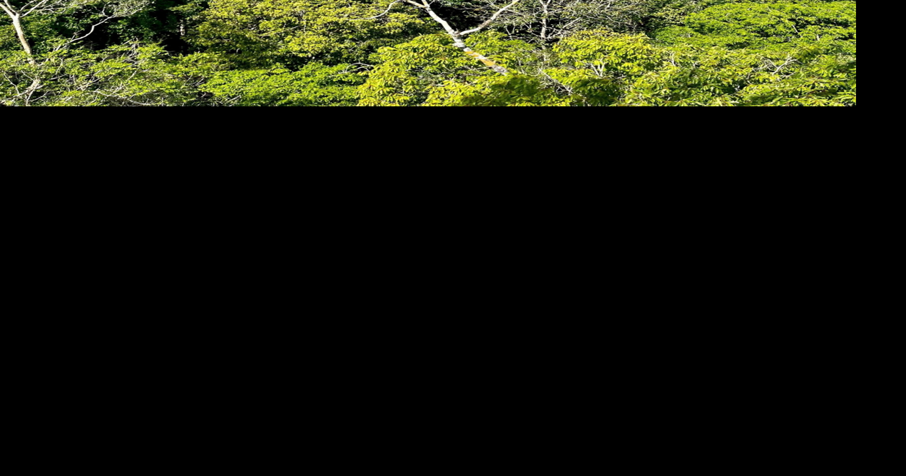 Study finds Amazon trees growing bigger despite climate change ...