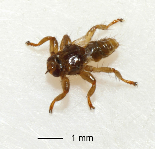 Research reveals fly ‘sacrifices’ sight after finding host to live on ...