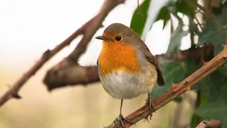 Study finds owl calls make migrating robins eat less at night ...