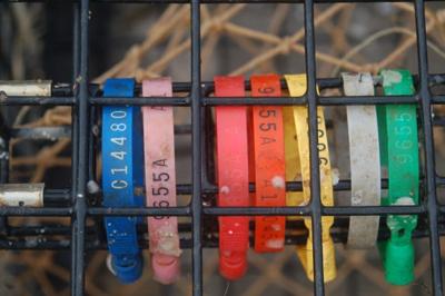 Trap tag auction | News | mdislander.com