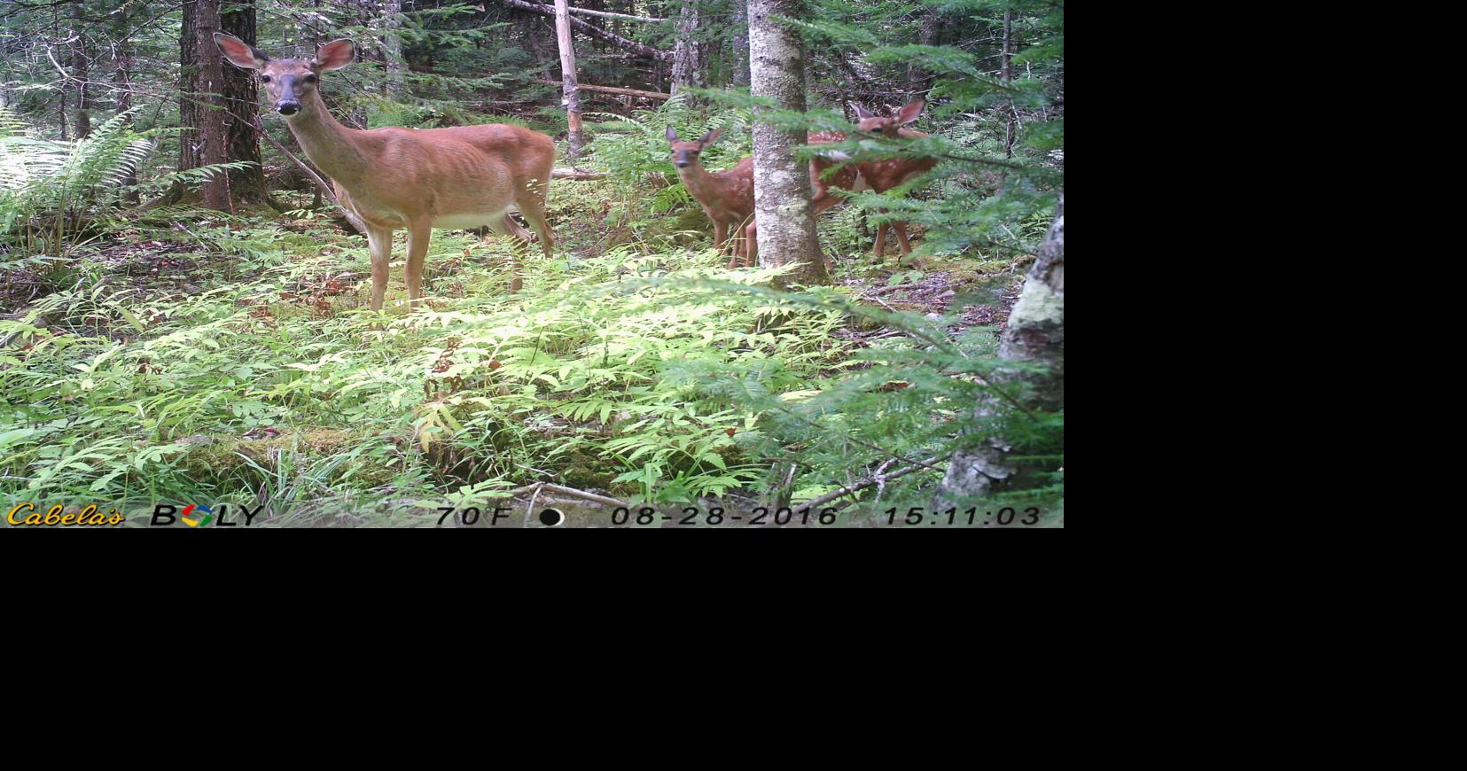 Doe permit lottery open | Outdoors in Maine | mdislander.com