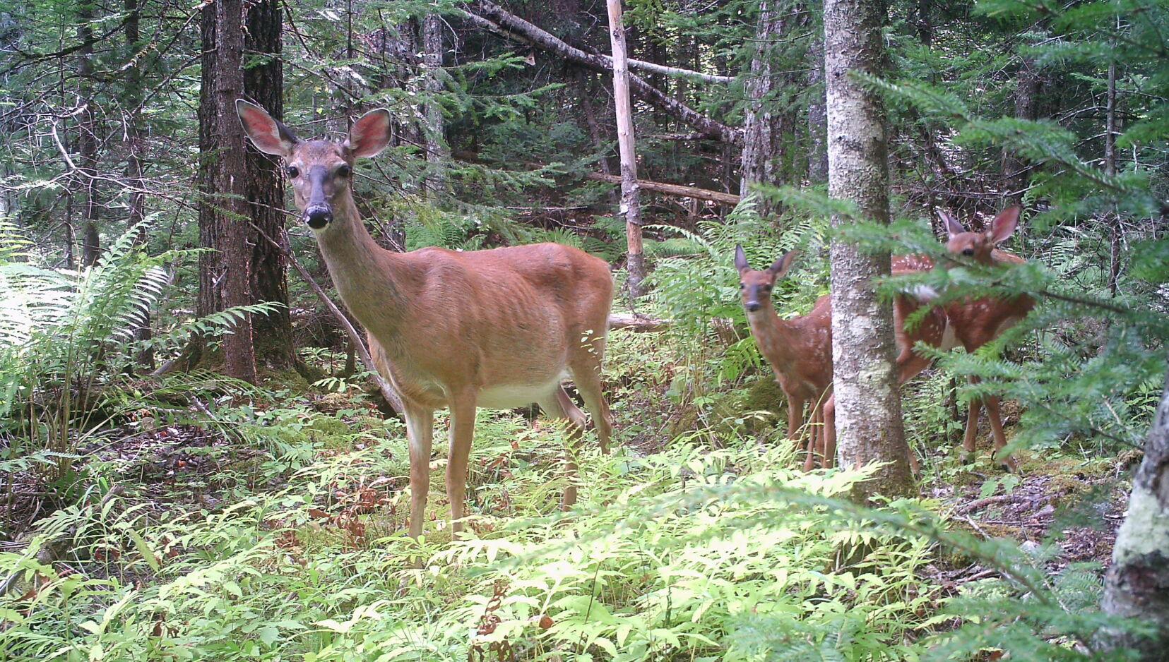 Doe permit lottery open | Outdoors in Maine | mdislander.com